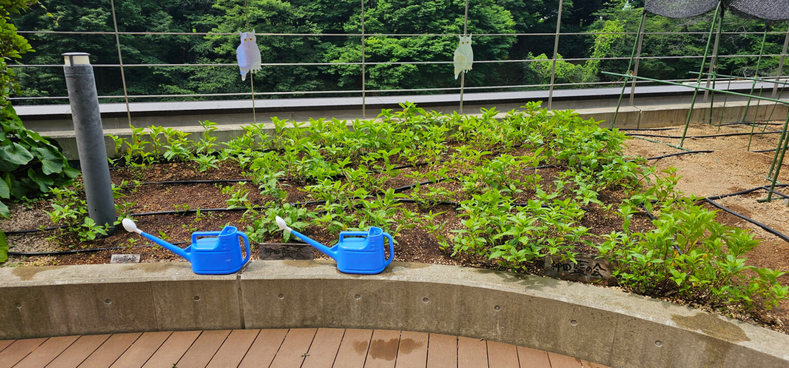 神田藍の会 | 藍が人と人、人と街、人と歴史文化を結び合わせる