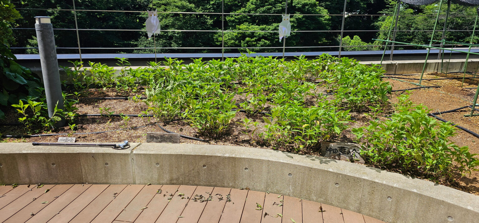 神田藍の会 | 藍が人と人、人と街、人と歴史文化を結び合わせる