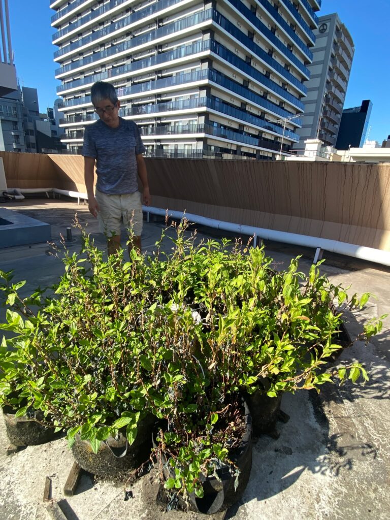 神田藍の会 | 藍が人と人、人と街、人と歴史文化を結び合わせる